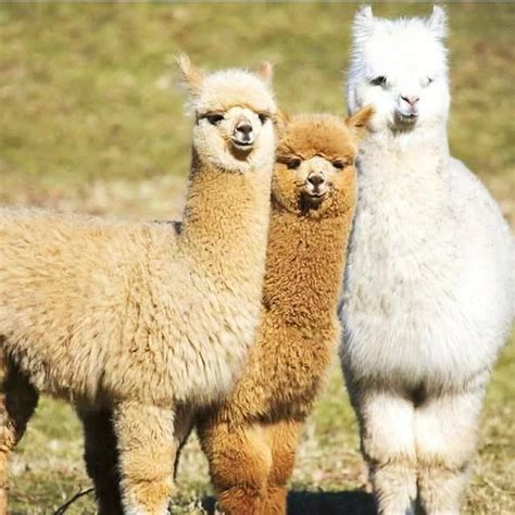 2016年jeb偷偷发起过一次投票？大羊驼vs小羊驼之争！ 我的世界：移动版资讯 小米游戏中心