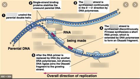 Diagram Of Lecture 2 Dna Structure And Replication Quizlet