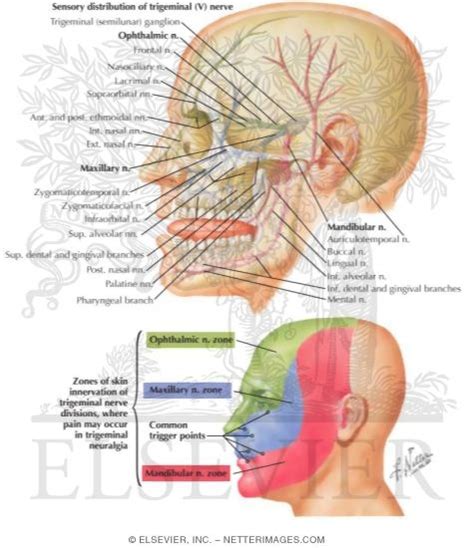Trigeminal Nerve Anatomy Netter