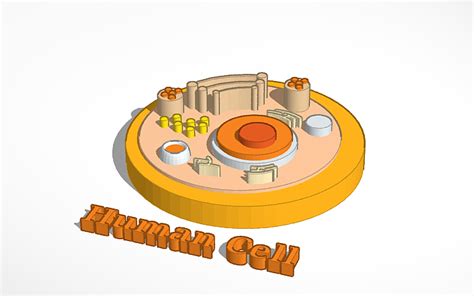 3d Design Human Cell Tinkercad