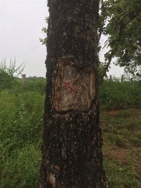 Red Sandalwood At Rs 2200 Kilogram In Hyderabad Lakshmi Srinivasa