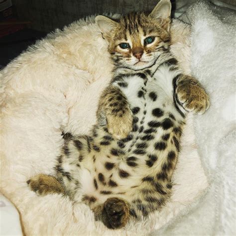 ბენგალური კატა Bengal Cat F1 F4 Youtube