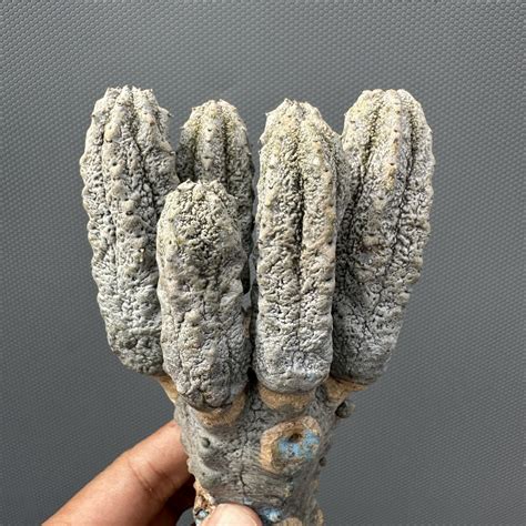 Yahooオークション Ay84【青田園芸】塊根植物 サボテン 多肉植物 Eu