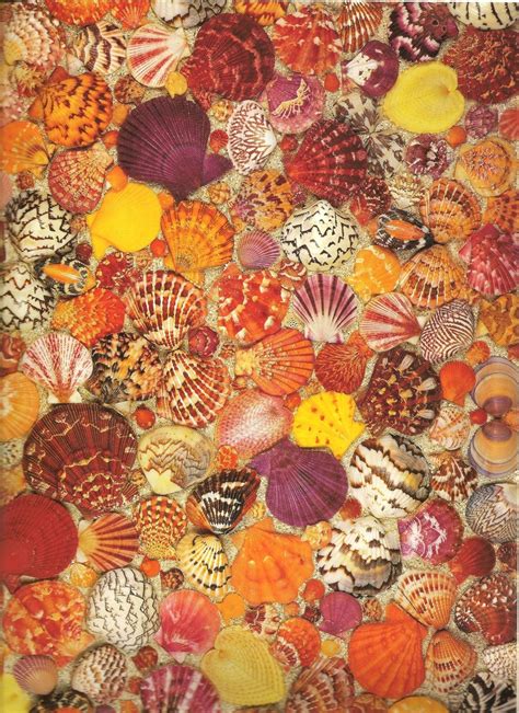 Colorful Bivalve Clam Shells Display