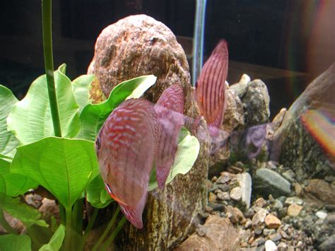 무료 사진 수족관 물고기 Aquarim Plats