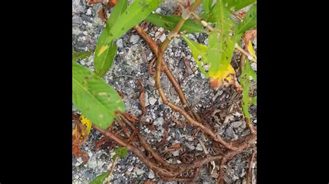 개미의 여행~ Youtube