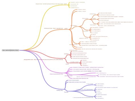 Tmj Infratemporal Fossa Coggle Diagram