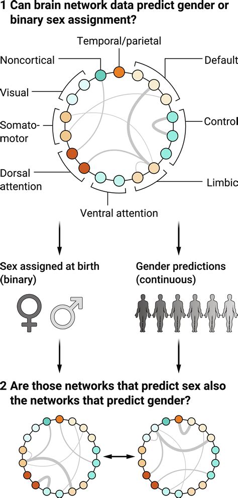 How Sex And Gender Shape Functional Brain Networks Science Advances