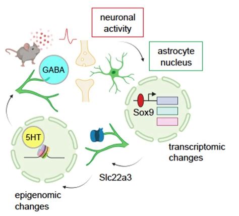 Astrocyte Neuron