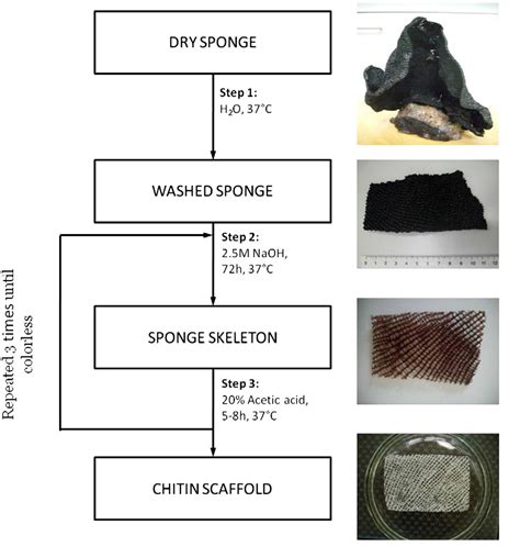 Figure 1 From Preparation Of Chitin Silica Composites By In Vitro
