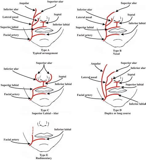 Labial Artery Semantic Scholar