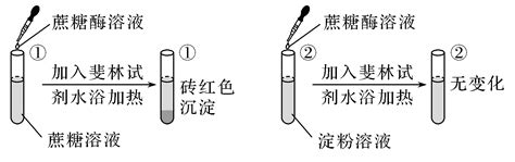 验证酶的专一性 1 设计思路常见的方案有两种 即底物相同但酶不同或底物不同但酶相同 最后通过观察酶促反应能否进行得出结论。 2 设计方案方案一 酶相同 底物不同实验组1 百度教育