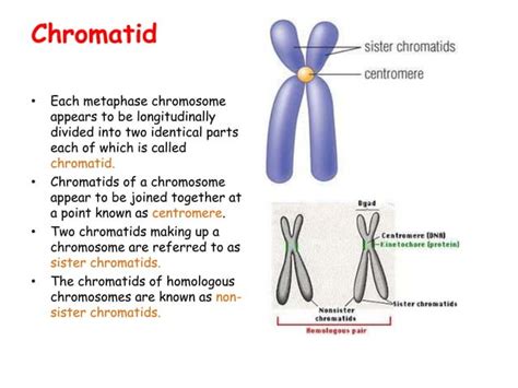 Chromosome Structure And Function Pptx Genetics Science