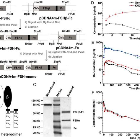 Pdf Development And Characterization Of A Novel Long Acting Recombinant Follicle Stimulating