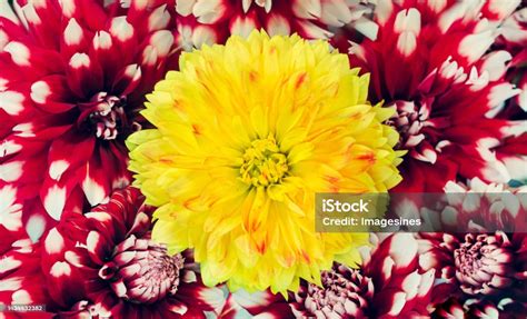 달리아 식물은 노란색과 라일락에 피어 있습니다 어두운 질감을 가진 가을 꽃 꽃잎의 큰 단풍 꽃이 잘 핀 배경 꽃 잎의 풀 프레임