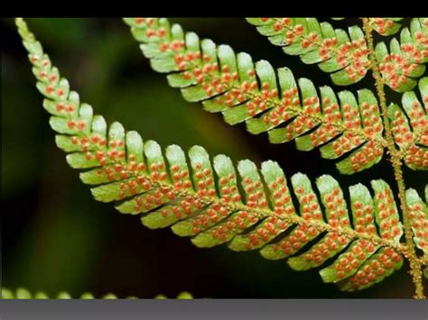 Spore And Cone Bearing Plants Vegetative Propagation Pptx Gardening Home And Garden