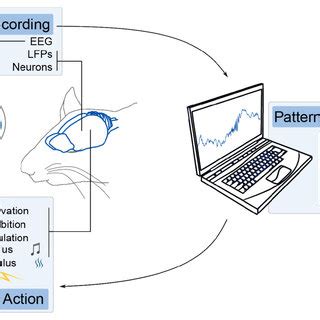 Closed Loop Experiments Allow For The Modulation Of Ongoing Brain Download Scientific Diagram