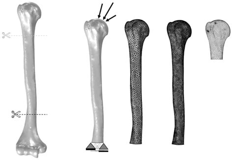 5 3d Proximal Humerus From Left To Right Anatomical Model Boundary 5 3d Proximal Humerus From Left To Right Anatomical Model Boundary
