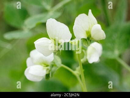 Pisum Sativum Flowers Of Kelvedon Wonder Pea Plant In An English