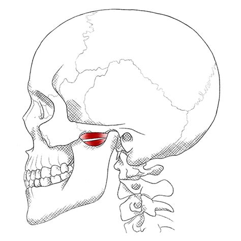 Lateral Pterygoid Pain And Trigger Points