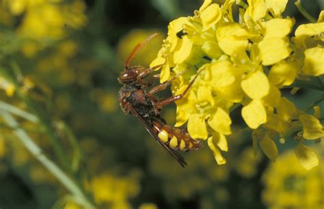 Nomada Flava