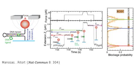 Single Molecule High Throughput Footprinting Of Small And Large Dna Ligands Biofísica