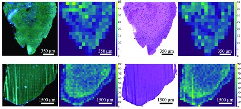 Cell Density Heatmaps Of The Second Testing Region For The Two