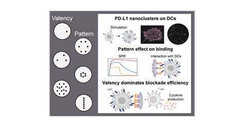 Balancing The Nanoscale Organization In Multivalent Materials For Functional Inhibition Of The