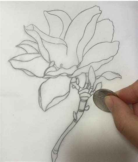 白玉兰花铅笔画 儿童玉兰花简笔画 玉兰花怎么画 第4页 大山谷图库