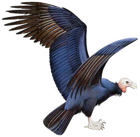 Argentavis The Largest Bird In The History