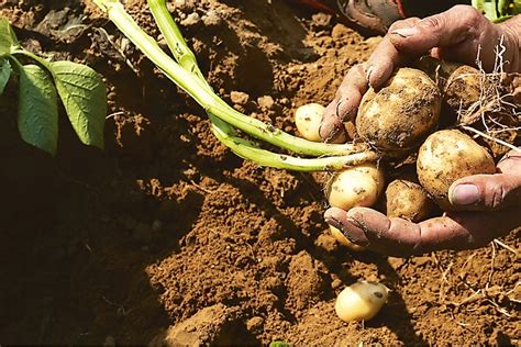 Automated Disease Detection Potato Disease Detection Using Artificial
