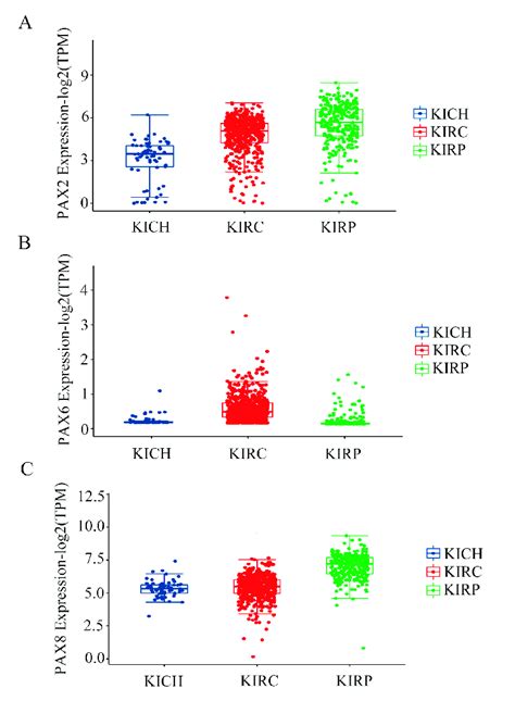 Analysis Of Pax Gene Expression In Rcc Subtypes Using The Tcga Dataset