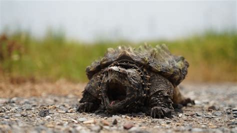 Are Snapping Turtles Dangerous Facts You Must Know The Turtle Hub
