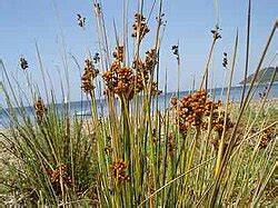 Juncus Wikipedia