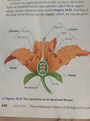 Ch 30 Plant Diversity Seed Plant Evolution Flashcards Quizlet