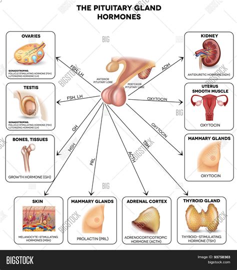 Pituitary Gland Vector Photo Free Trial Bigstock