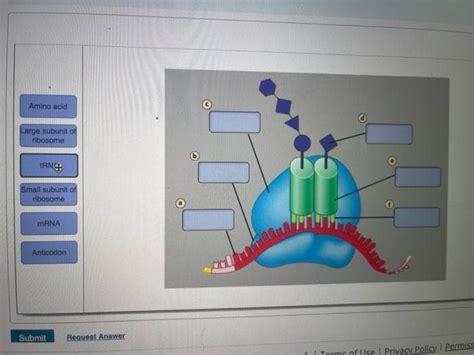 Answered Amino Acid Large Subunit Of Ribosome Bartleby
