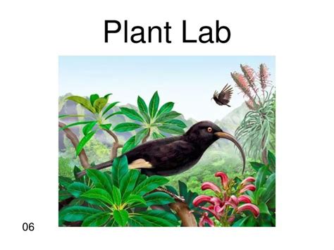 PPT Plant Lab PowerPoint Presentation Free Download ID