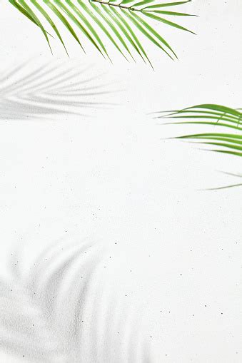 야자 수 잎과 야자 잎의 그림자 흰색 배경 최소한의 추상 적 구성 콘크리트 벽과 손바닥과 몬스터 잎의 하드 그림자 자연 요소와 그림자의 우아한 포스터 그림자에 대한 스톡