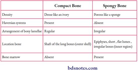 Difference Between Spongy And Compact Bones Bds Notes