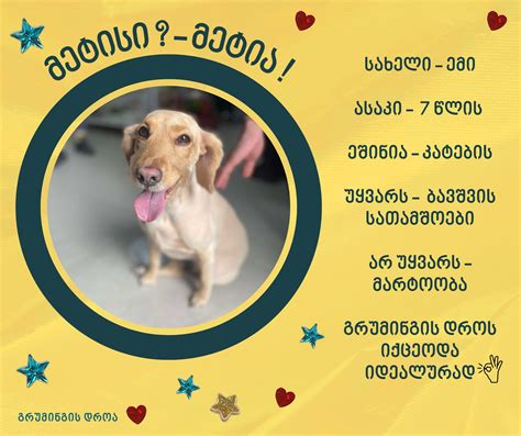 Groom Ge 🐾 მეტისი მეტია 🤍 🐶 ემი კოკერის და სეტერის უჭკვიანესი გოგო მეტისია ცოტა