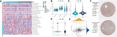 Frontiers Single Cell And Bulk Transcriptome Analysis Identified