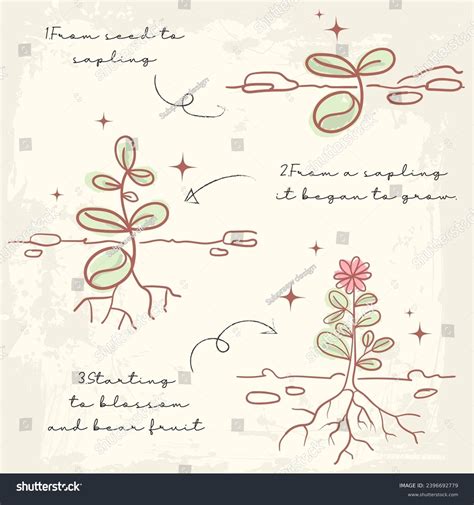 Plant Growing Seedling Into Tree Vector Stock Vector Royalty Free Shutterstock