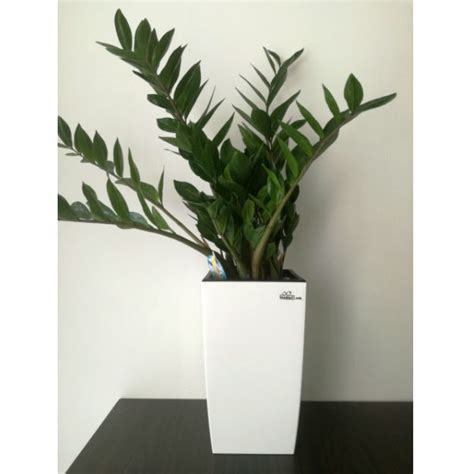 Саксиско цвеќе Замија голема Online Prodavnica Za Podaroci Dostava Na Podaroci Vo Mk