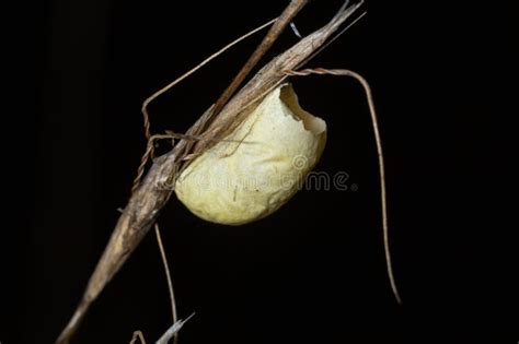 A Brown Blade Of Grass With An Insect Cocoon In A Flower Meadow On A