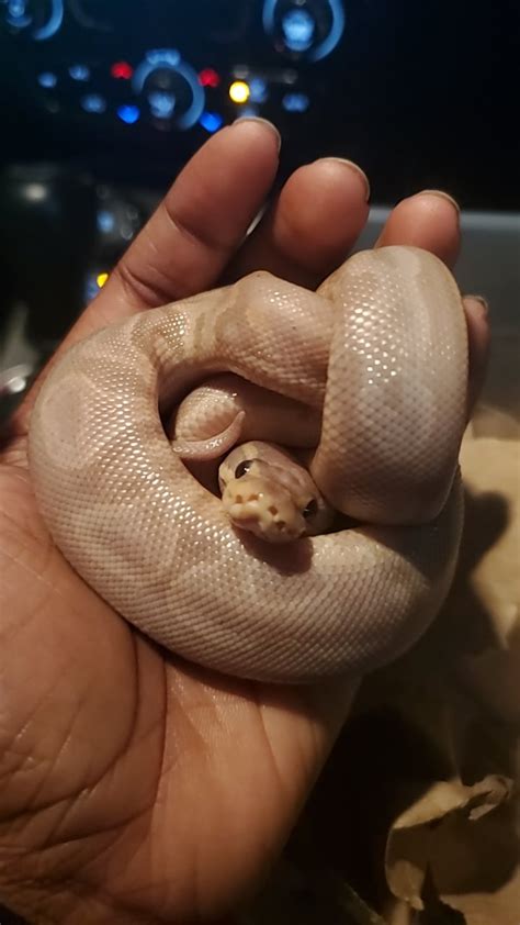New Bby 😋😋🍌 Rballpython