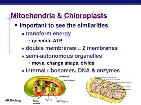 PPT Chapter 4 The Cell Mitochondria Chloroplasts PowerPoint