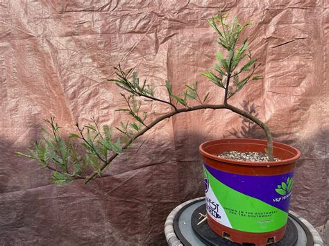 P Velutina Velvet Mesquite Update Rbonsai