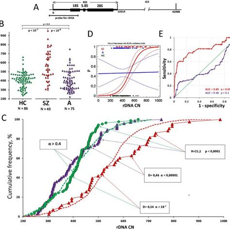 A Location Of Genes For Rrna On Human Chromosomes Scheme Of The