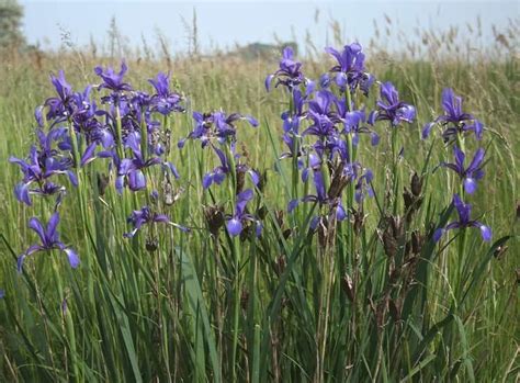 Iris Spuria Alchetron The Free Social Encyclopedia